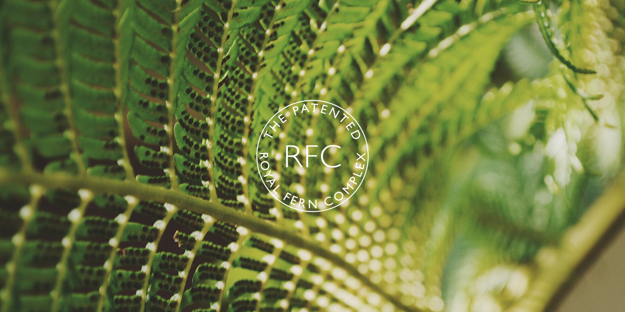 The Royal Fern Complex